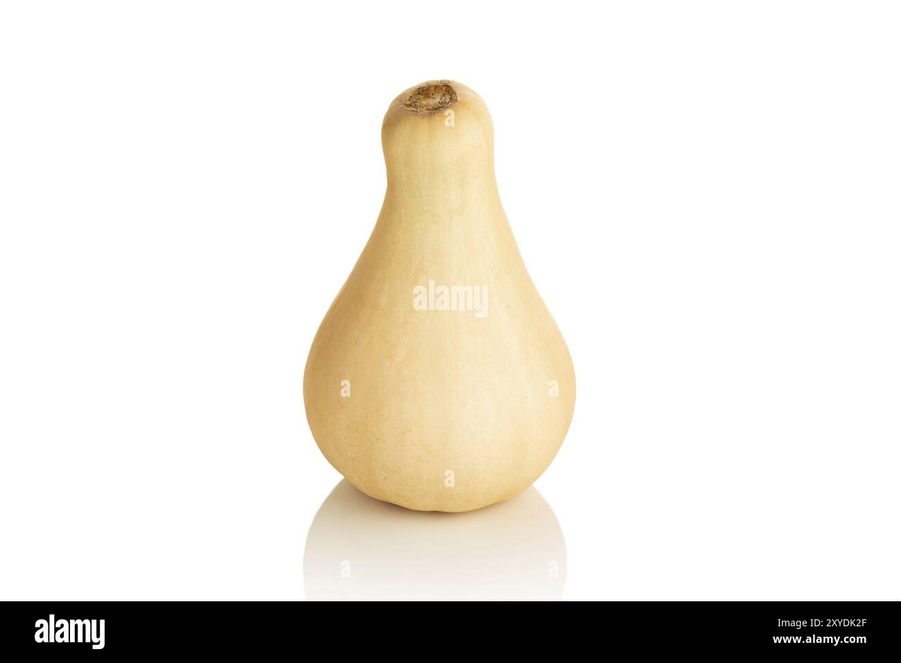 Fresh butternut squash isolated on a white background. Cucurbita ...