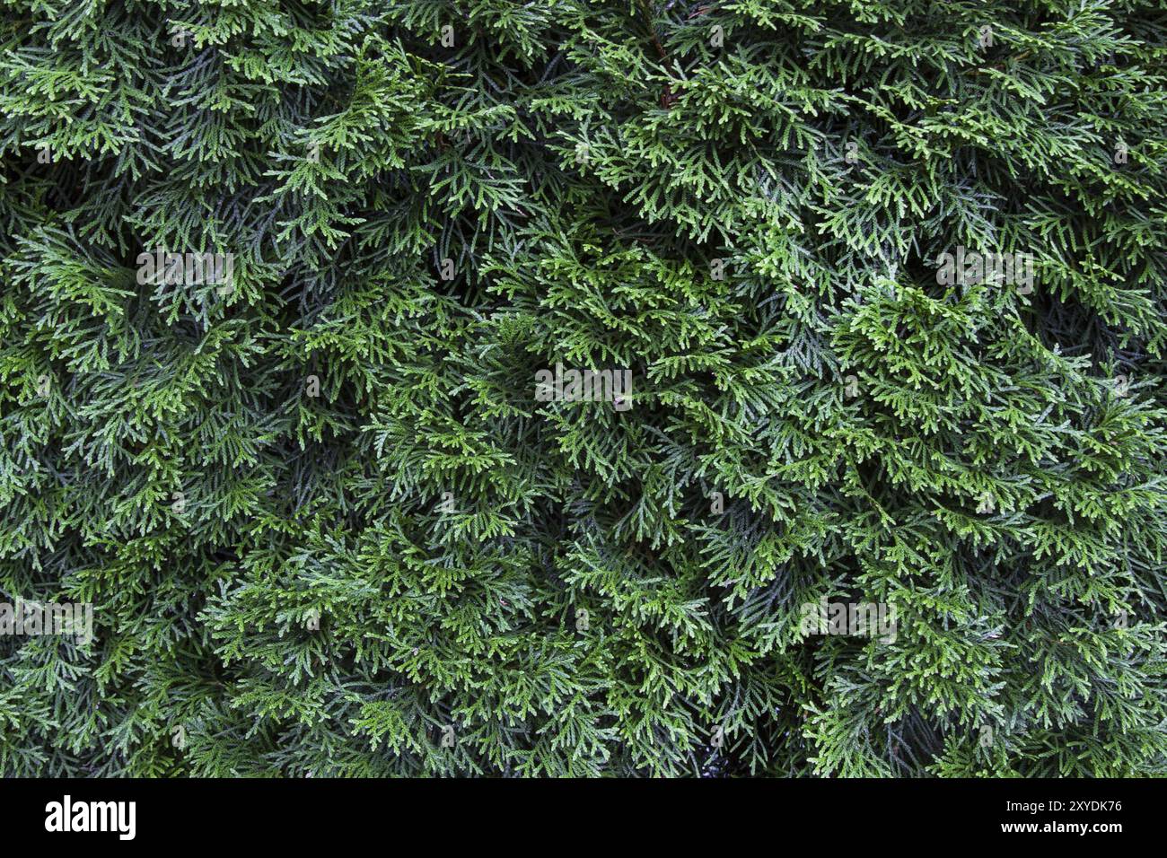 Hedges station hi-res stock photography and images - Alamy