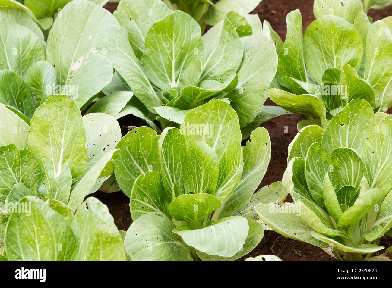 Chinese cabbage plantation in the farming in Thailand Stock Photo - Alamy