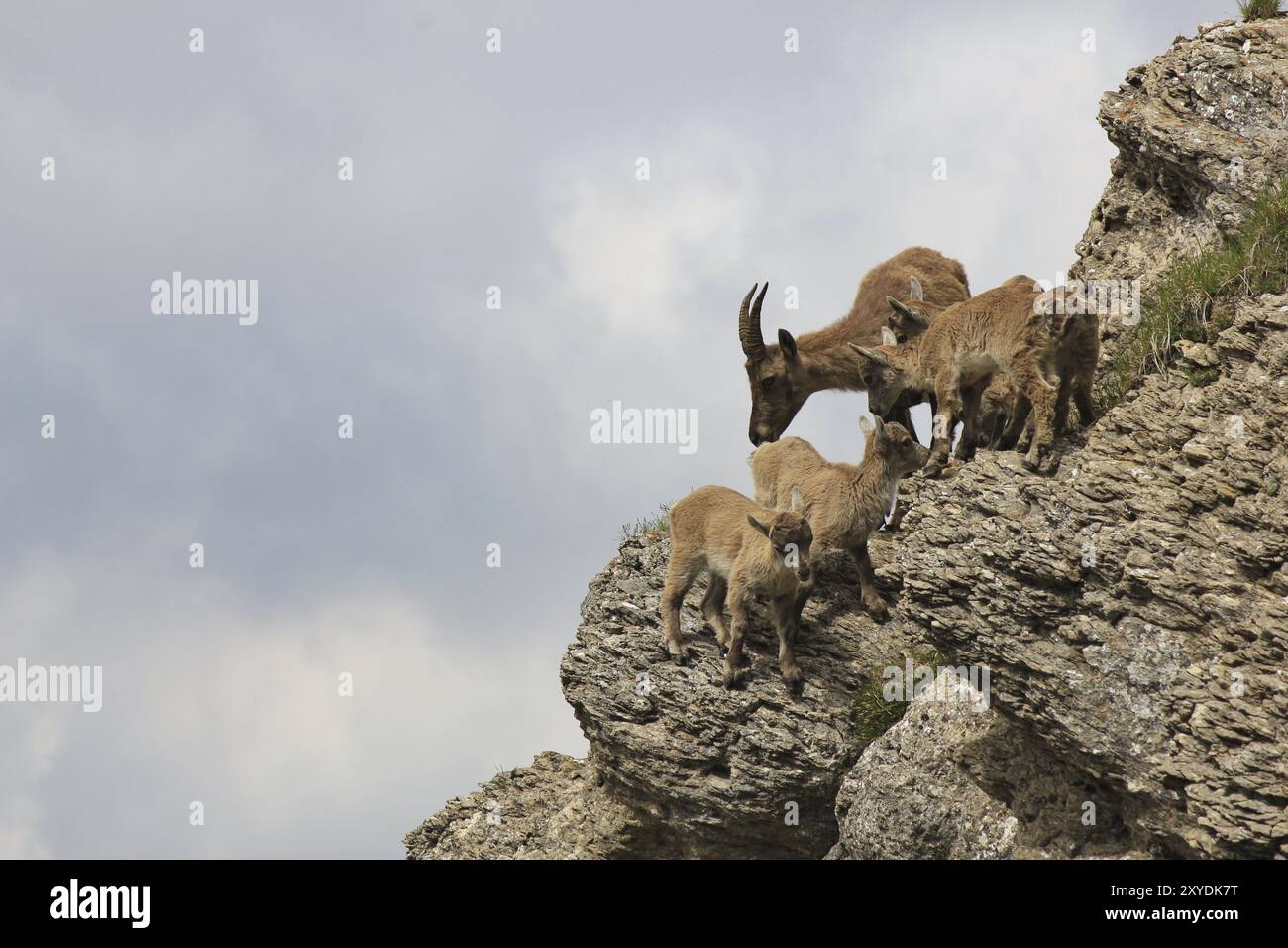 Female alpine ibex with babies. Wild animal living high up in the Alps ...