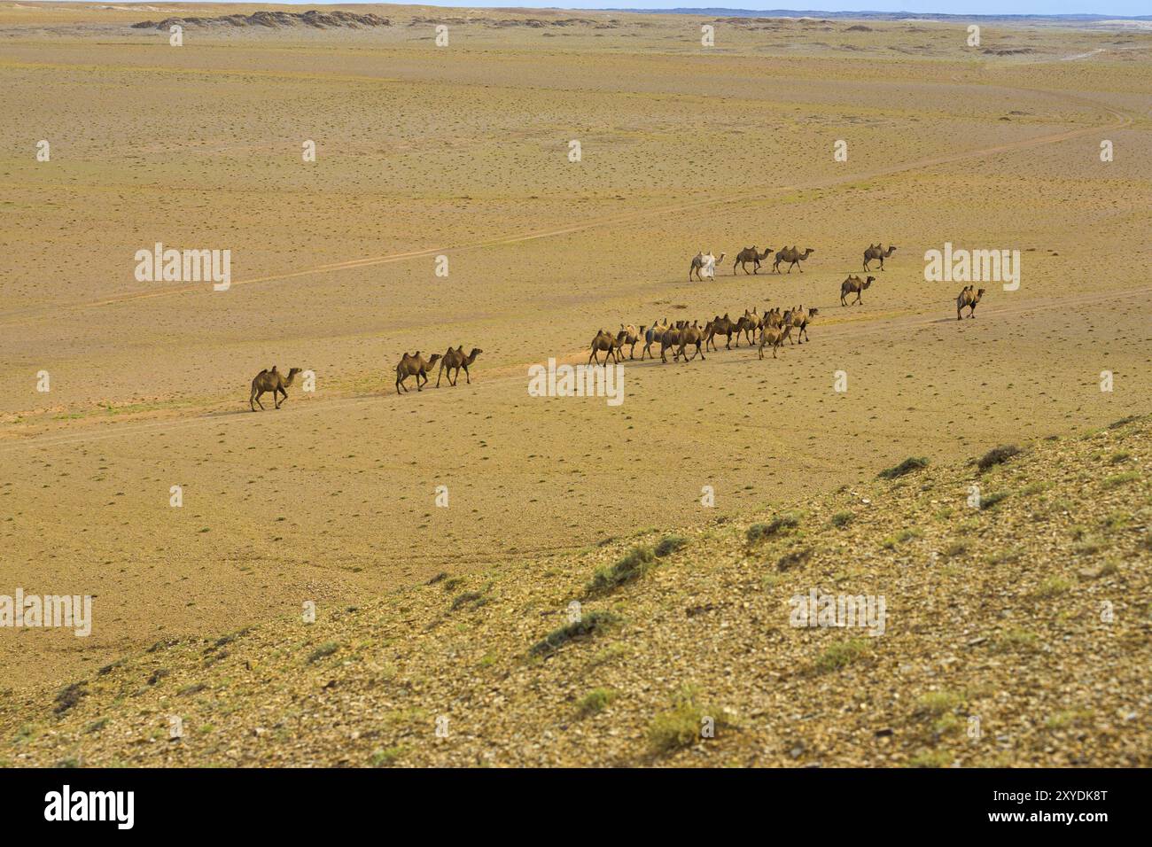 High angle view of large herd of double hump bactrian camels wandering the Gobi Desert in ...