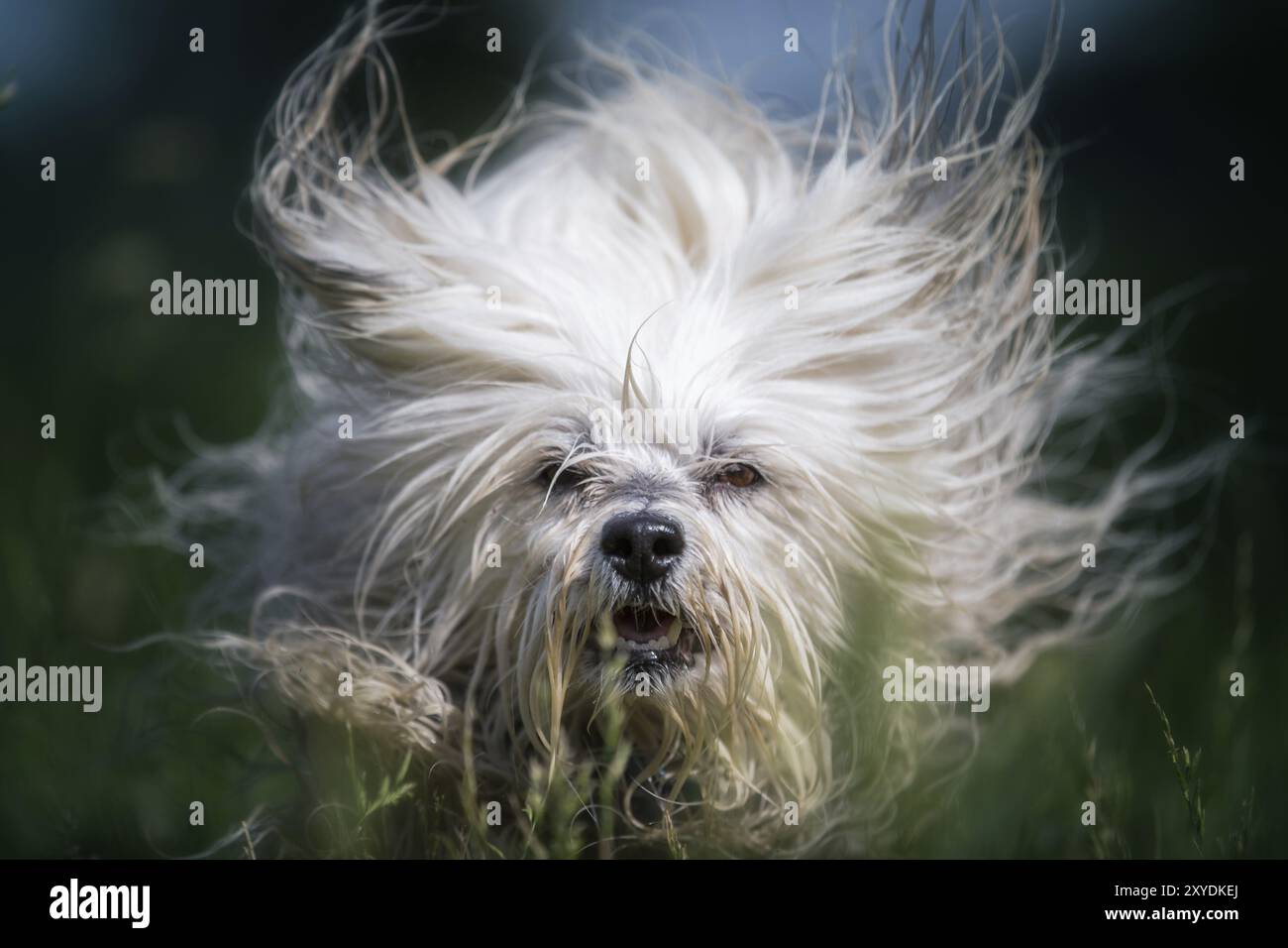Small dog frolics hi-res stock photography and images - Alamy