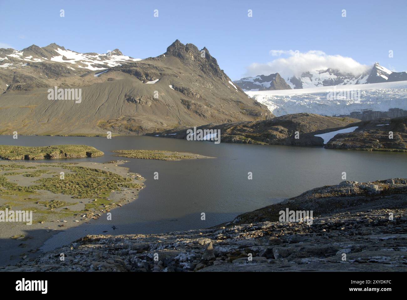 South Georgia Elephant seals (Mirounga leonina) at a lake in front of ...