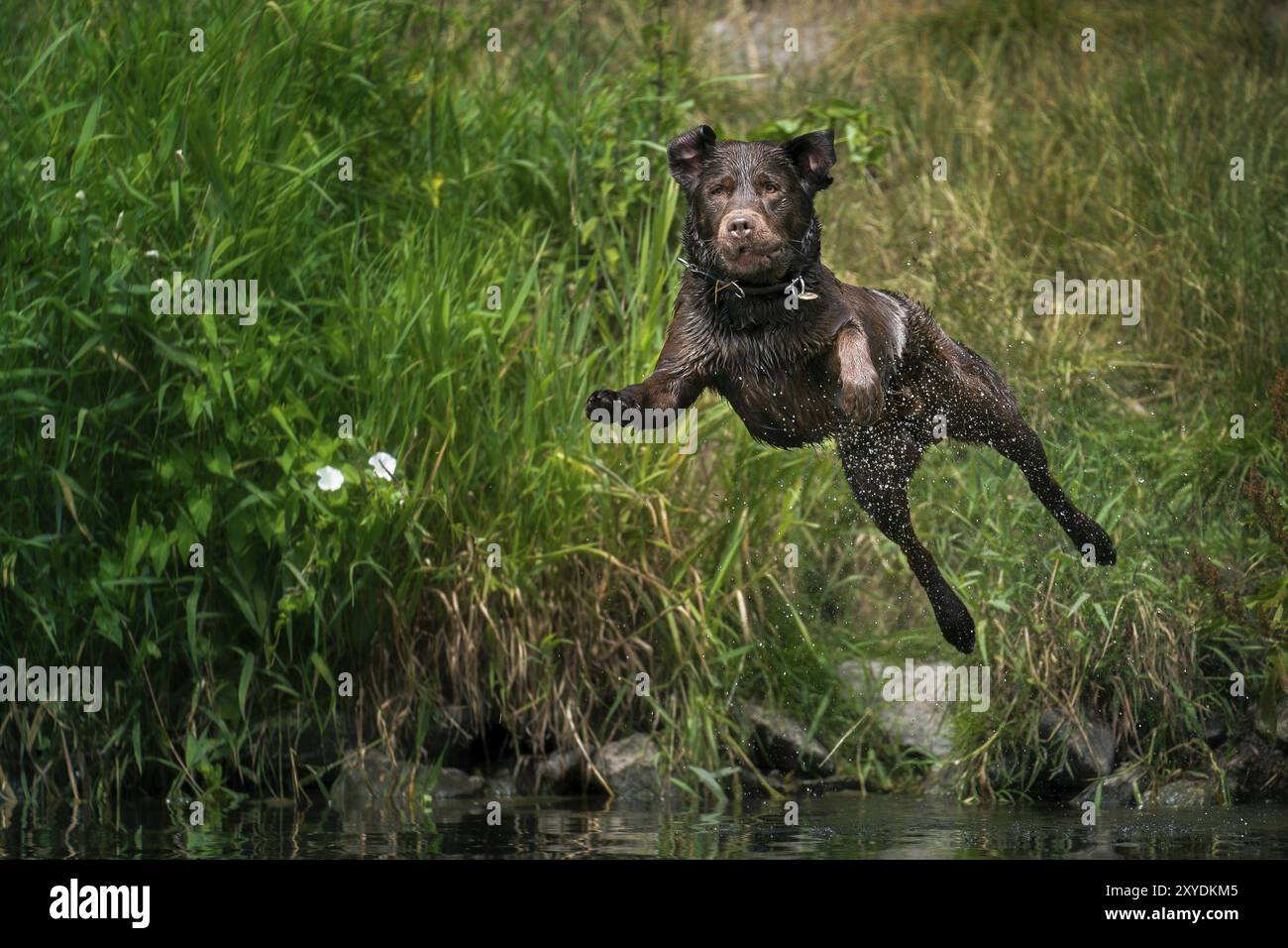 Labrador retriever jumping water hi-res stock photography and images ...