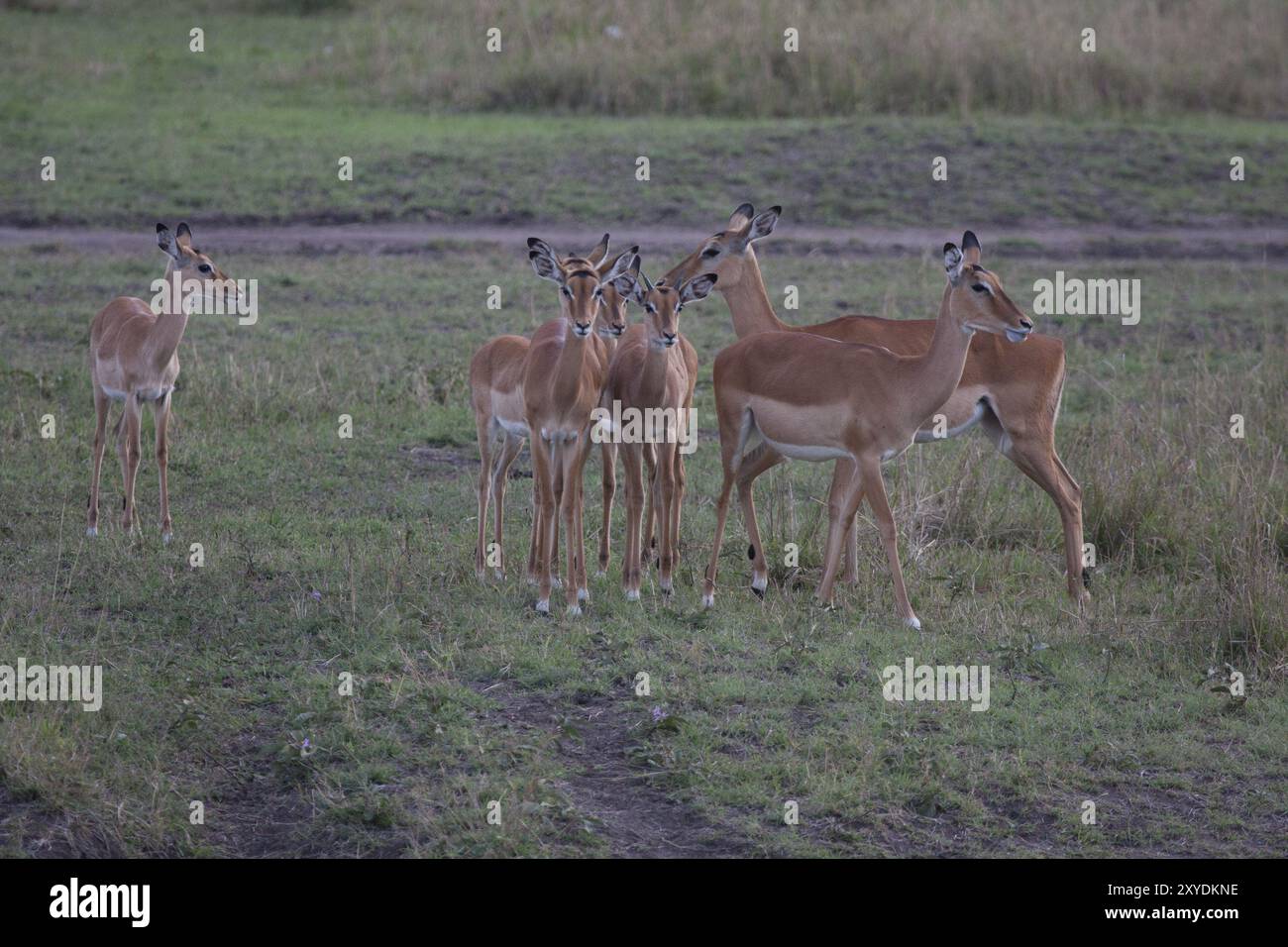African tectonic plate hi-res stock photography and images - Alamy