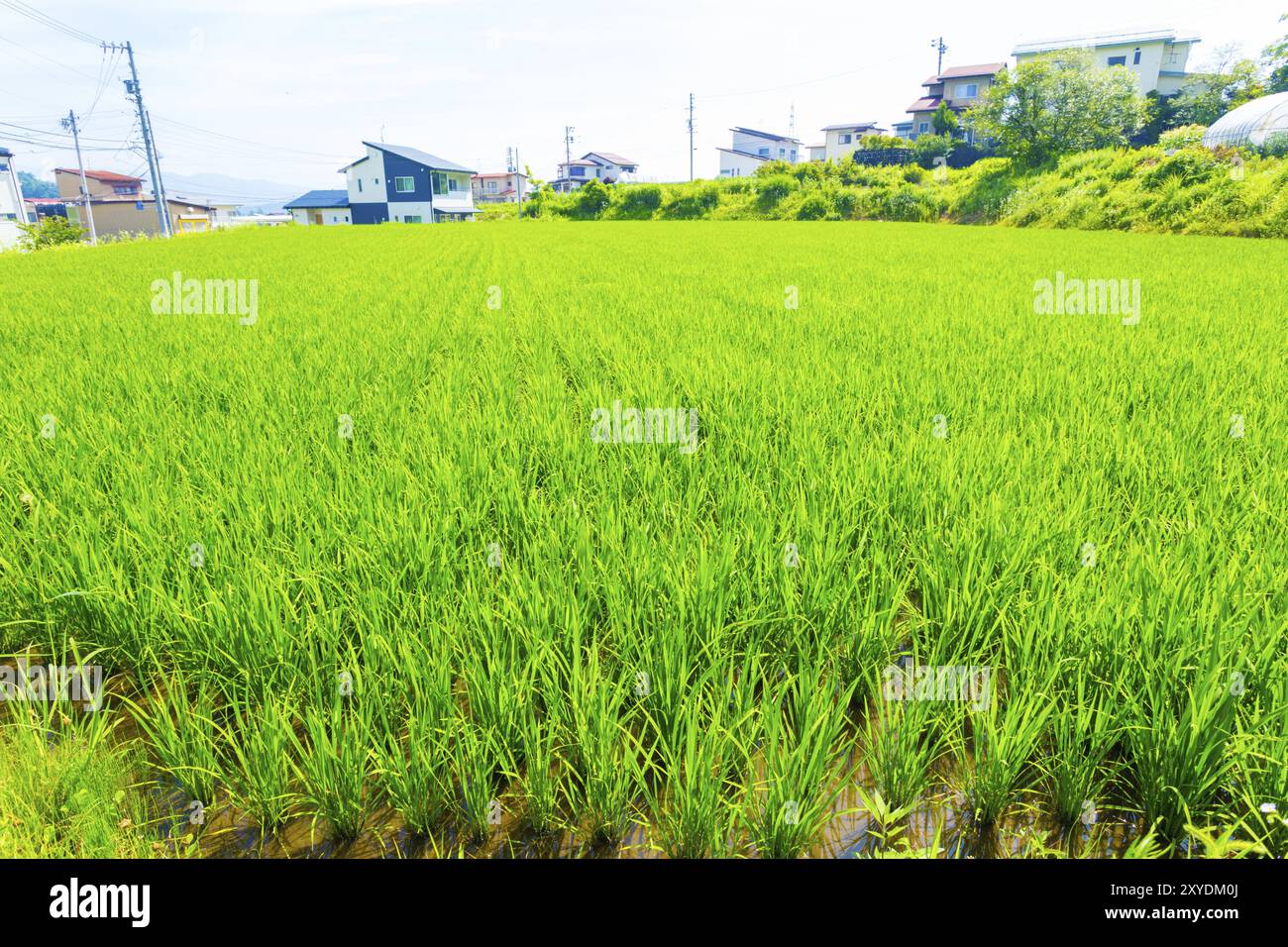 Residential houses seen behind green stalks of grass on small plot of ...