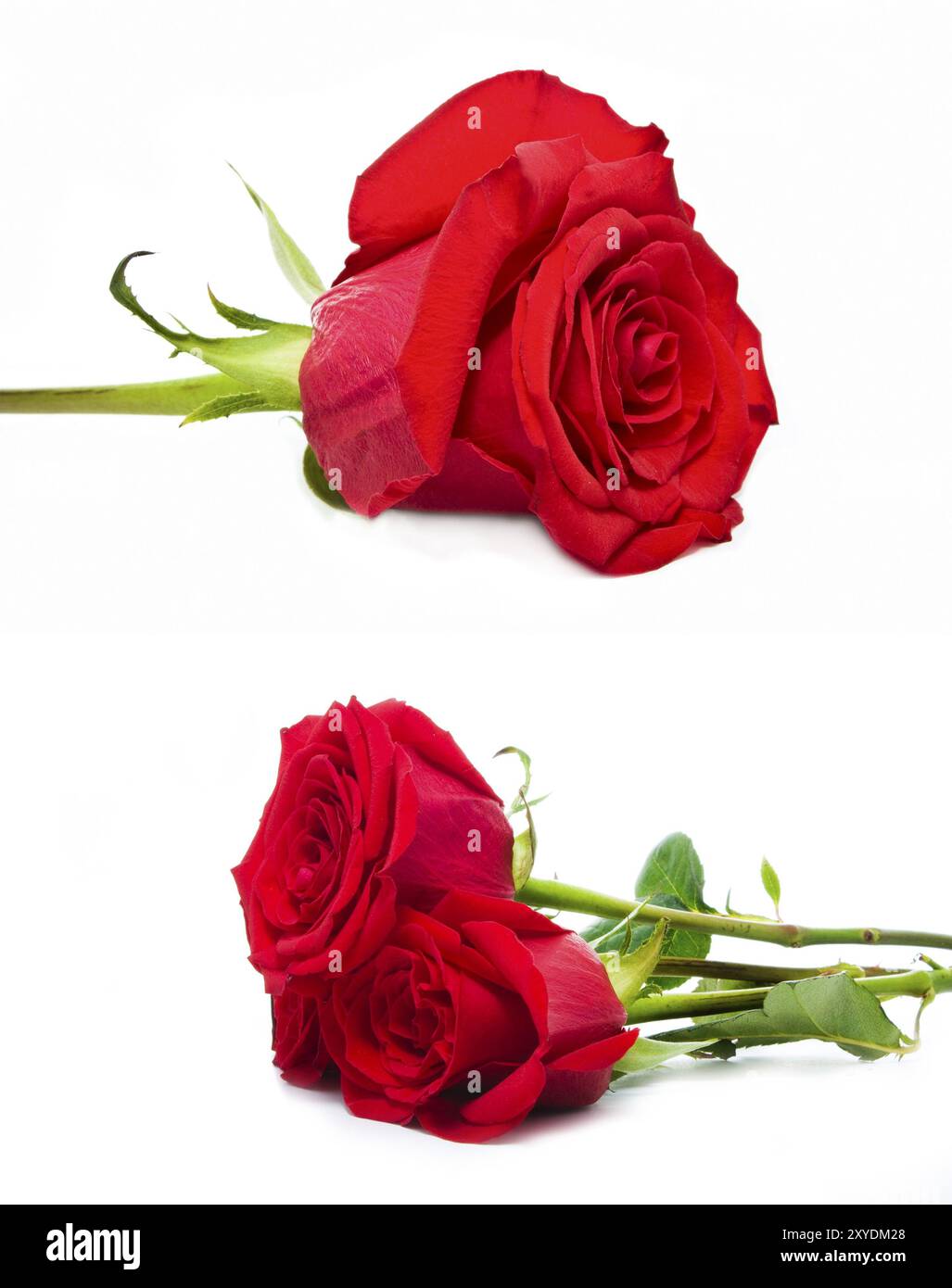 Roses on photo Cut Out Stock Images & Pictures - Alamy