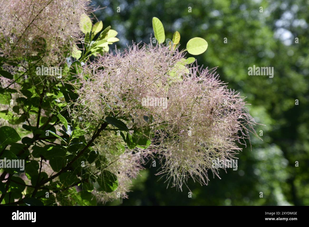Wig bush (Cotinus coggygria), in inflorescence, Germany, Europe Stock ...