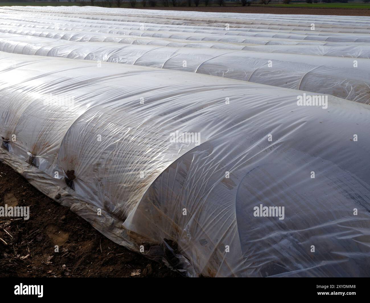 Capsicum fields hi-res stock photography and images - Alamy