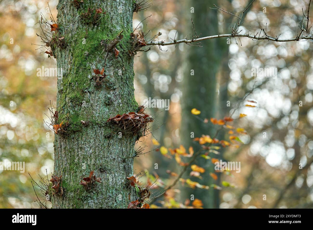 Forest, nature and trunk of tree with leaves in outdoor environment for ...