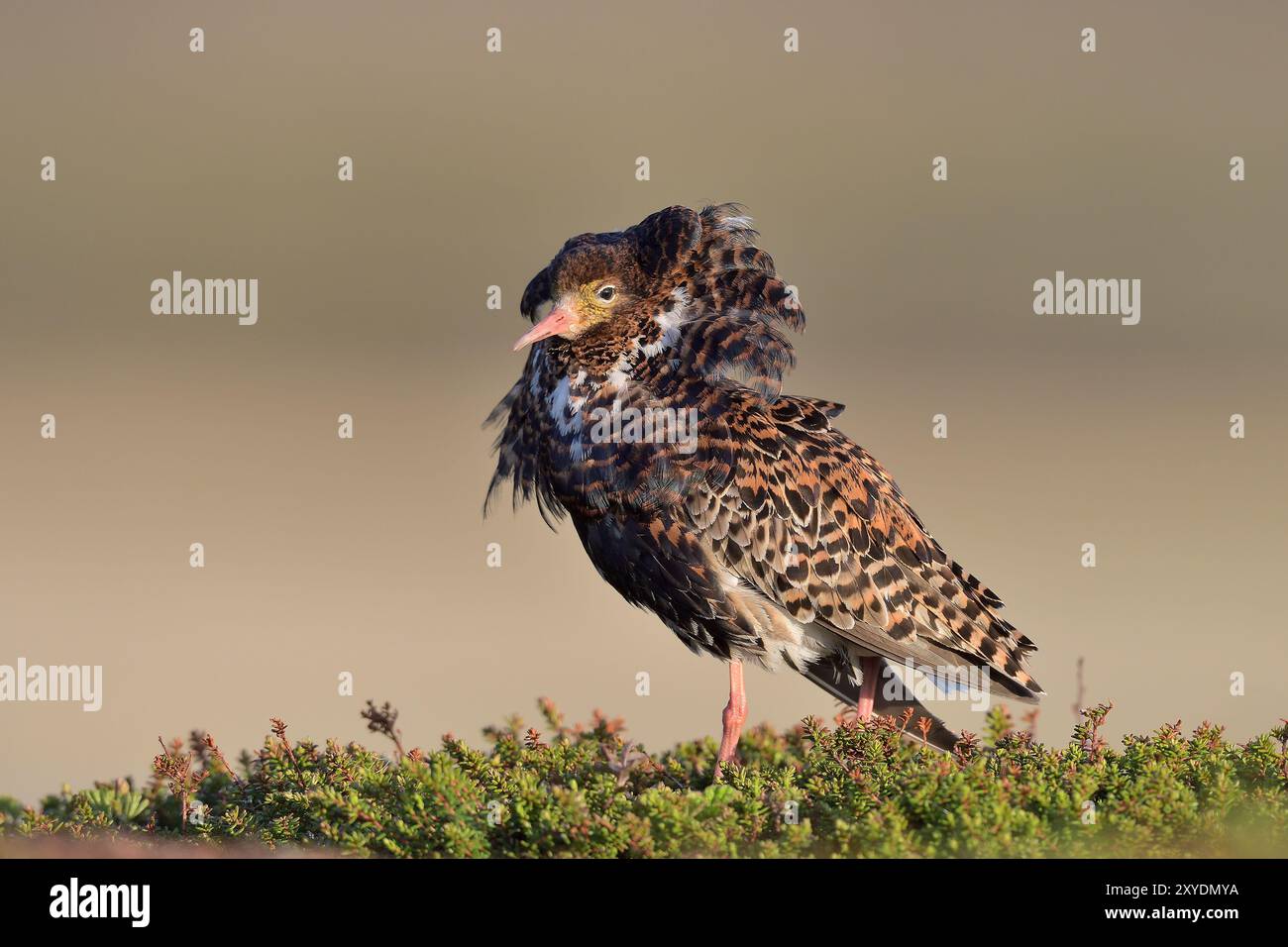 Male ruff calidris pugnax displaying hi-res stock photography and ...