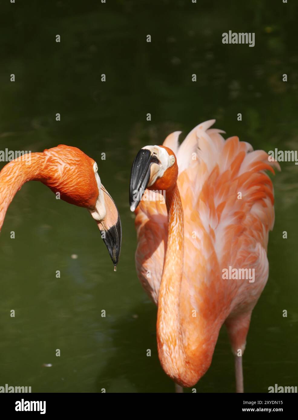 two pink flamingos in a pond, facing each other and interacting Stock ...