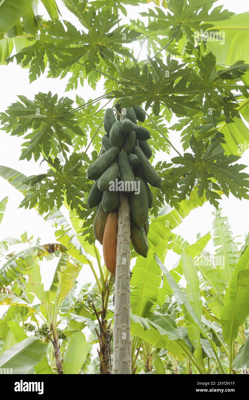Papaya exports hi-res stock photography and images - Alamy