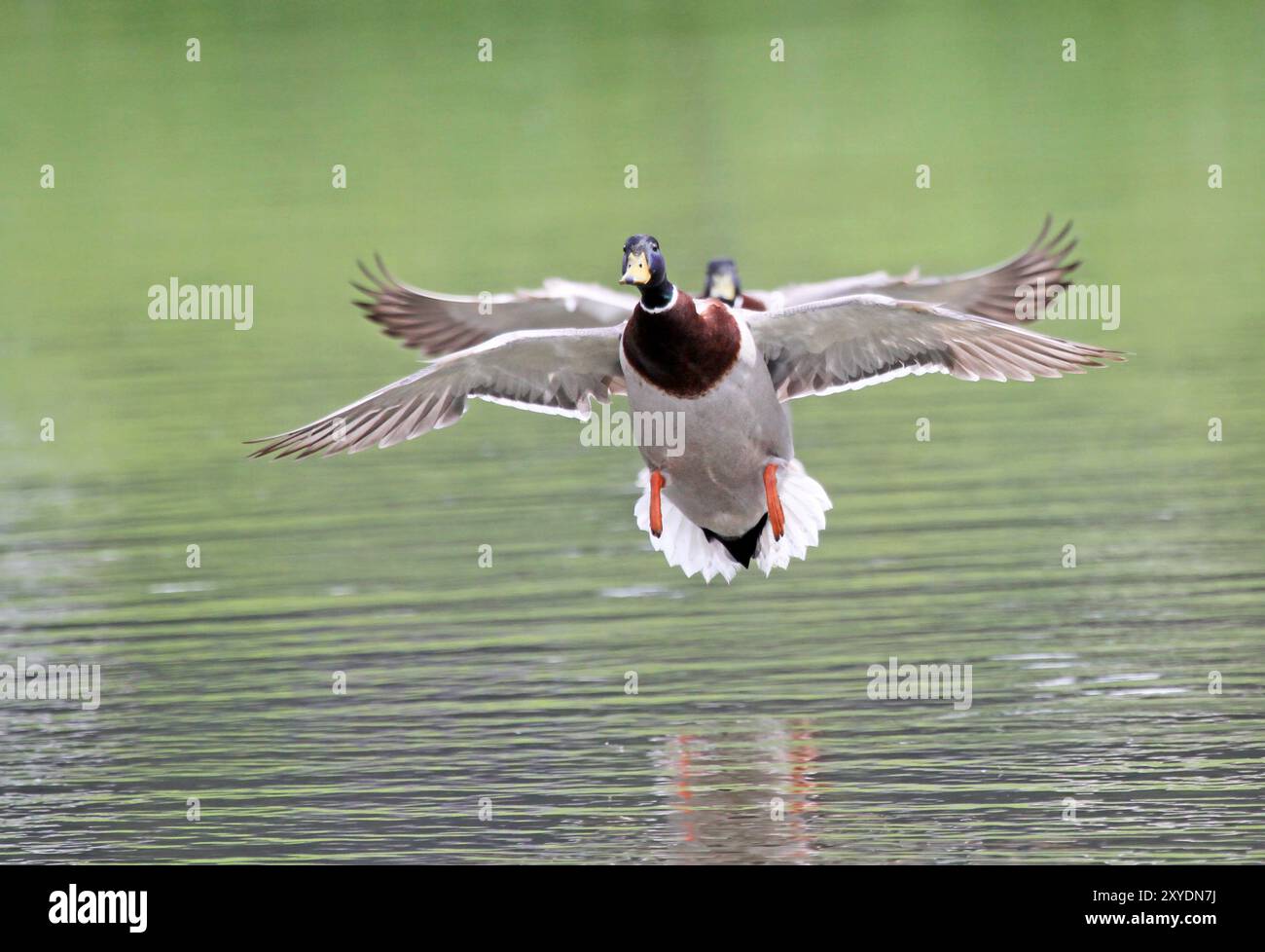 Two drakes landing hi-res stock photography and images - Alamy