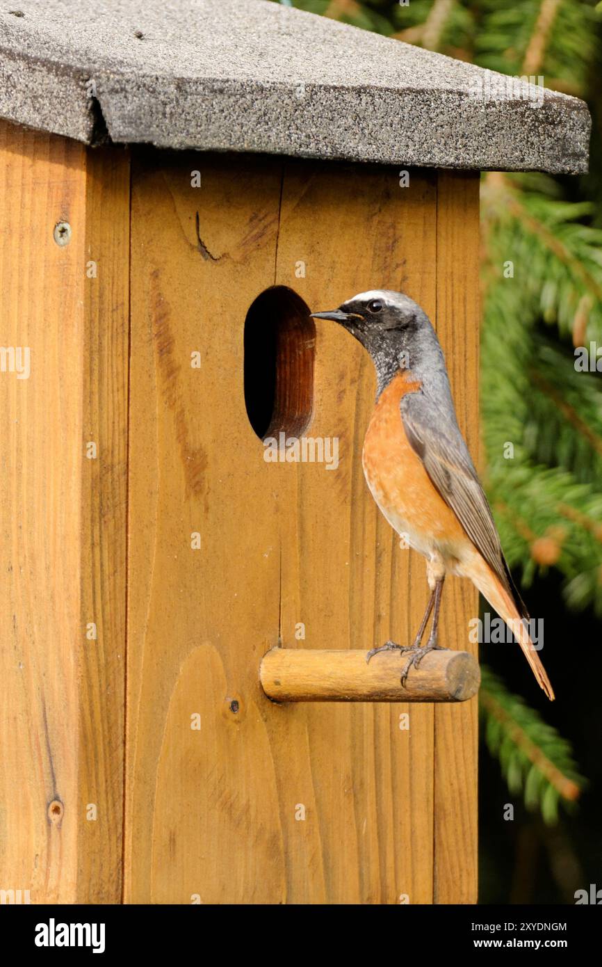 Common redstart at the nesting box Stock Photo - Alamy