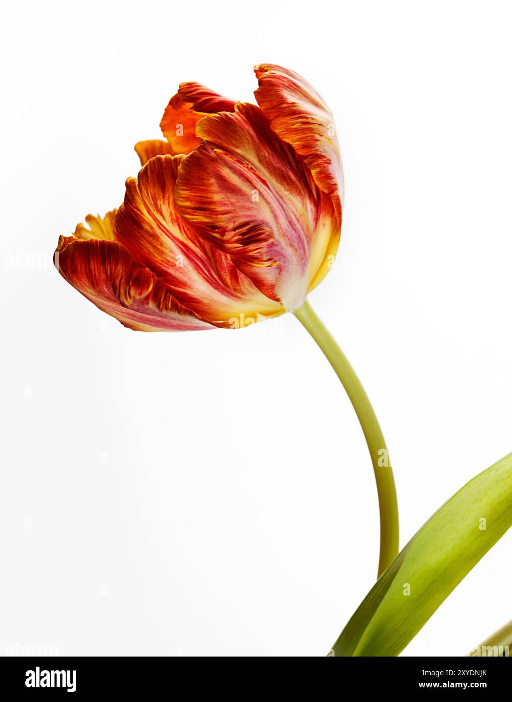 Individual flower details hi-res stock photography and images - Alamy