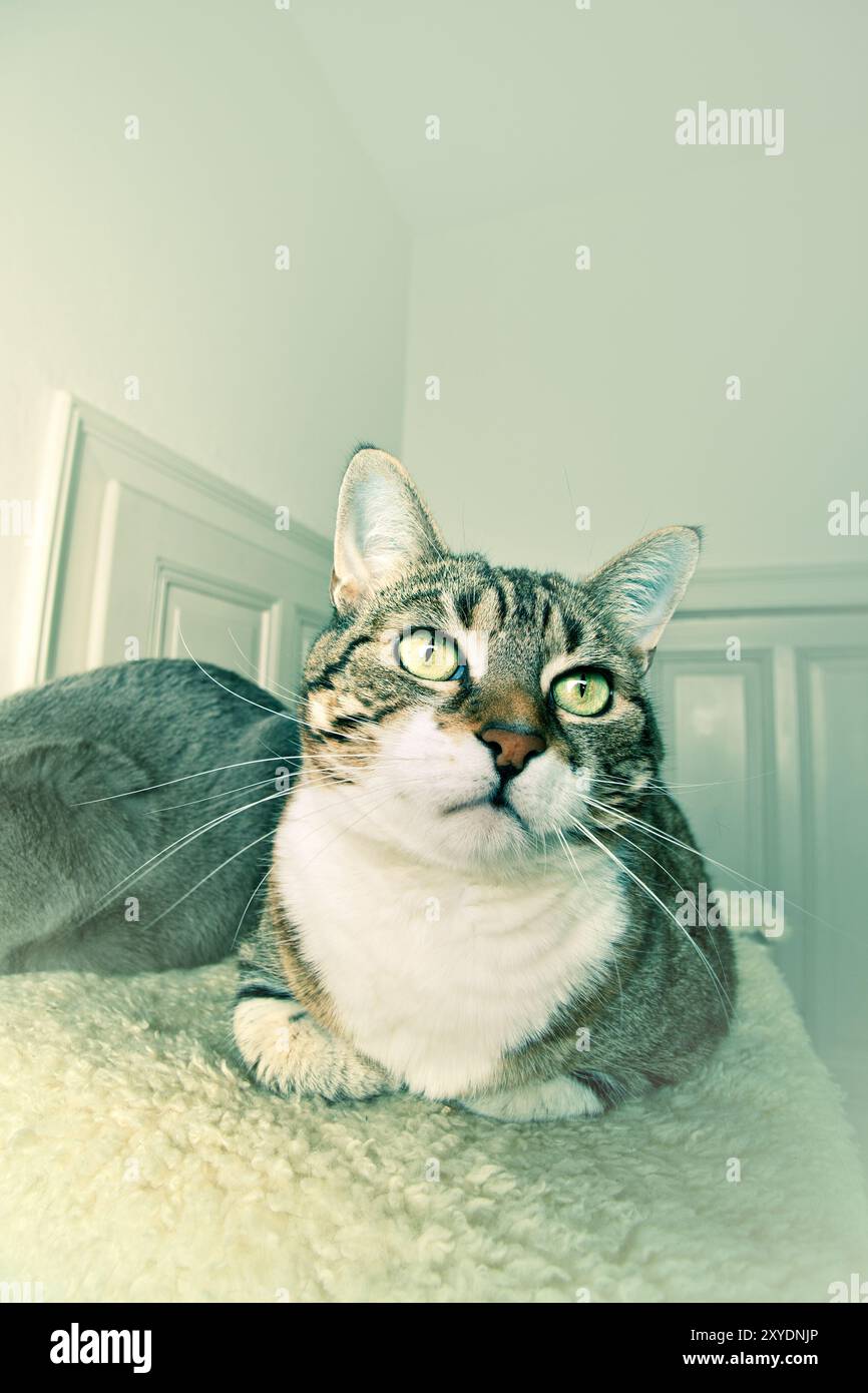 Two cats next to each other Stock Photo - Alamy