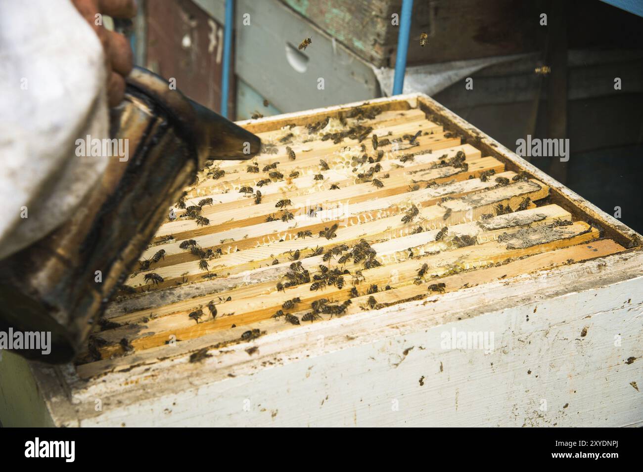 Beekeeper Make Smoke Under The Hive. Frame Full With Bees And Working ...