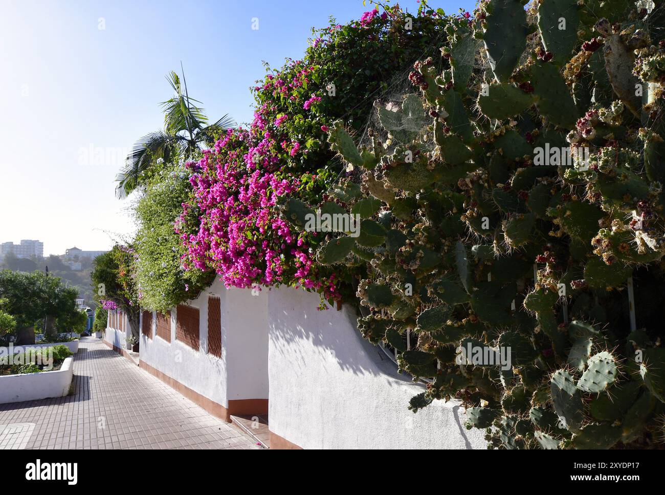 Vegetation in the pedestrian zone Calle San Amaro, Puerto de la Cruz ...