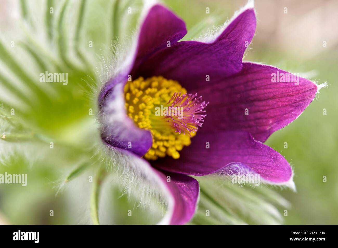 Common cowbells hi-res stock photography and images - Alamy