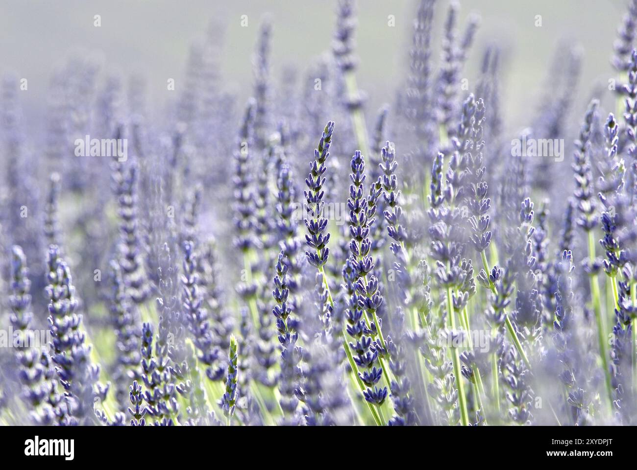 Real common lavender (Lavandula angustifolia) in the high plateaus of ...