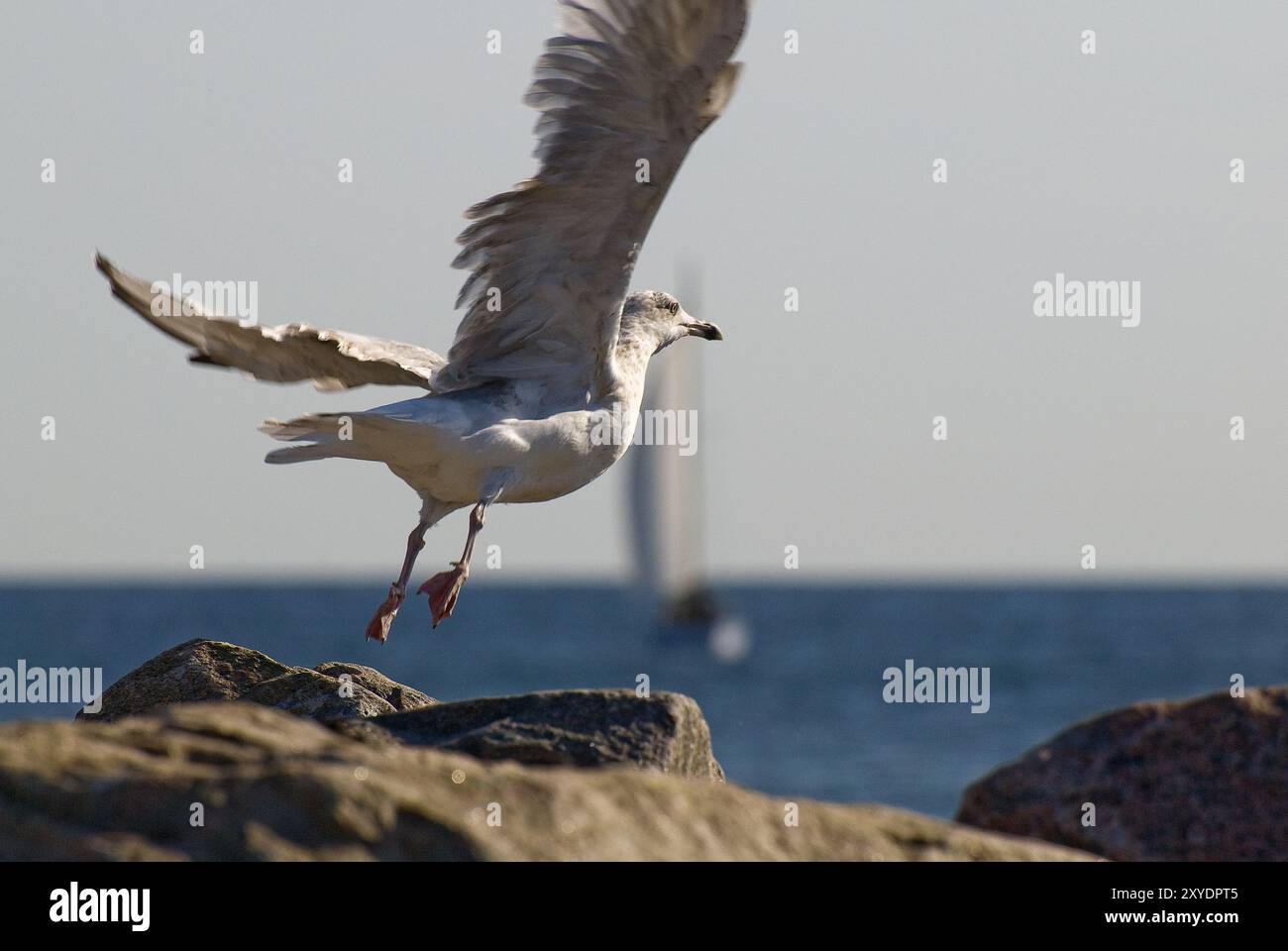 Seagull take off flying from hi-res stock photography and images - Alamy