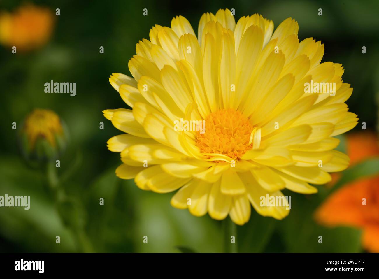 Extract of marigold hi-res stock photography and images - Alamy