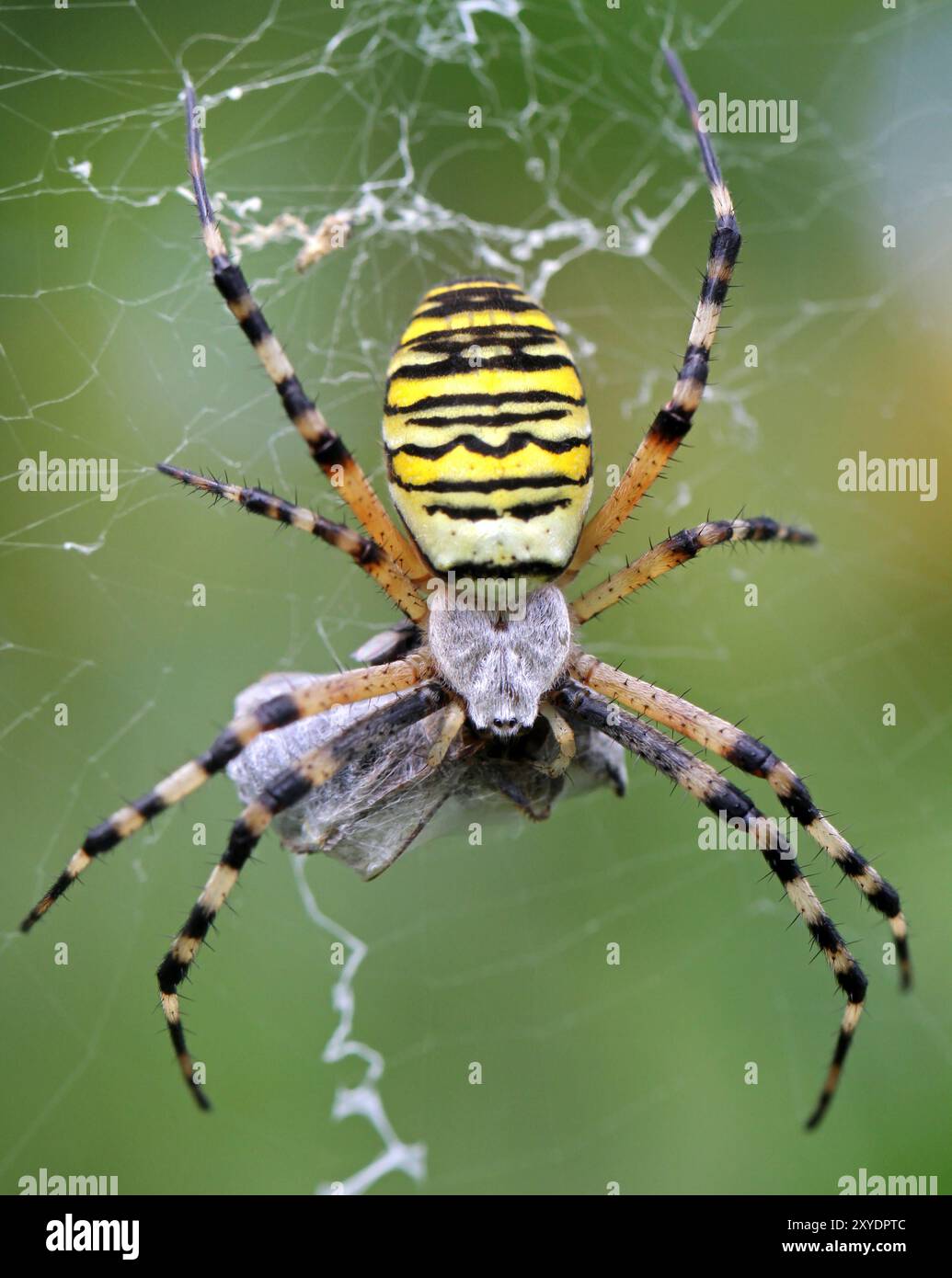 Grasshopper in spiders web hi-res stock photography and images - Alamy