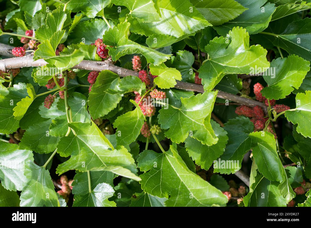 Many young brown and green marmorated stink bugs (Halyomorpha halys) on ...