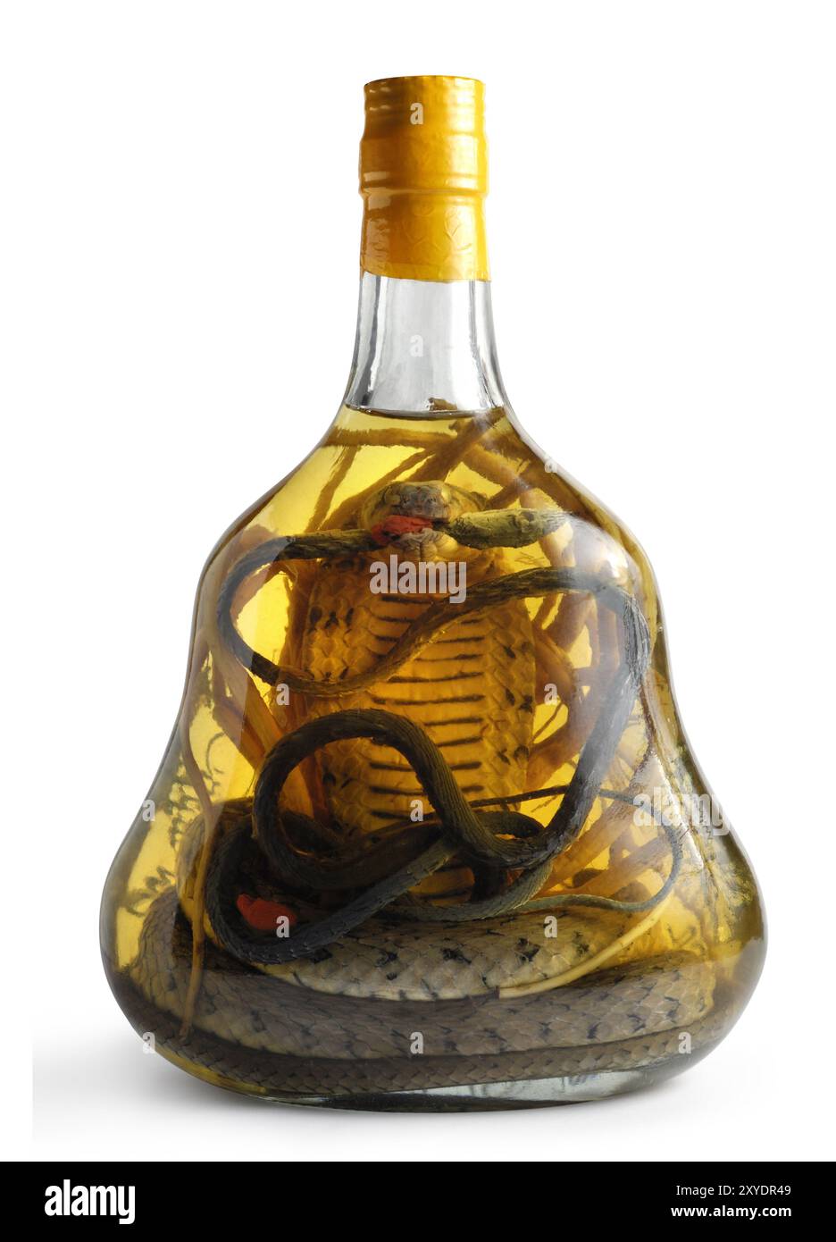 Depicting various species hi-res stock photography and images - Alamy