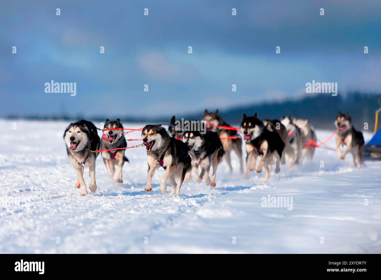 Sled dogs on the race track Stock Photo - Alamy