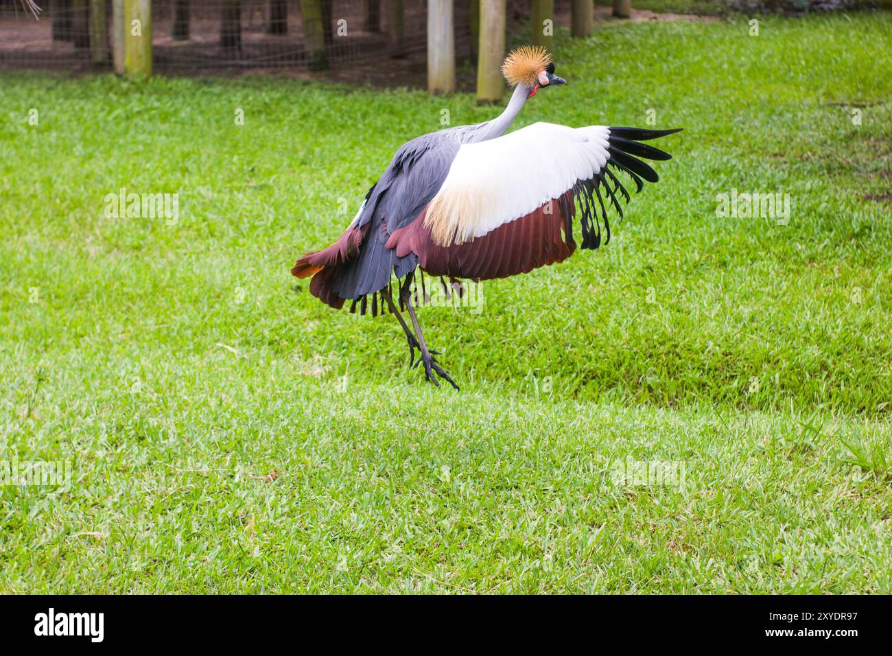 A crowned crane stands gracefully on lush green grass, showcasing its ...