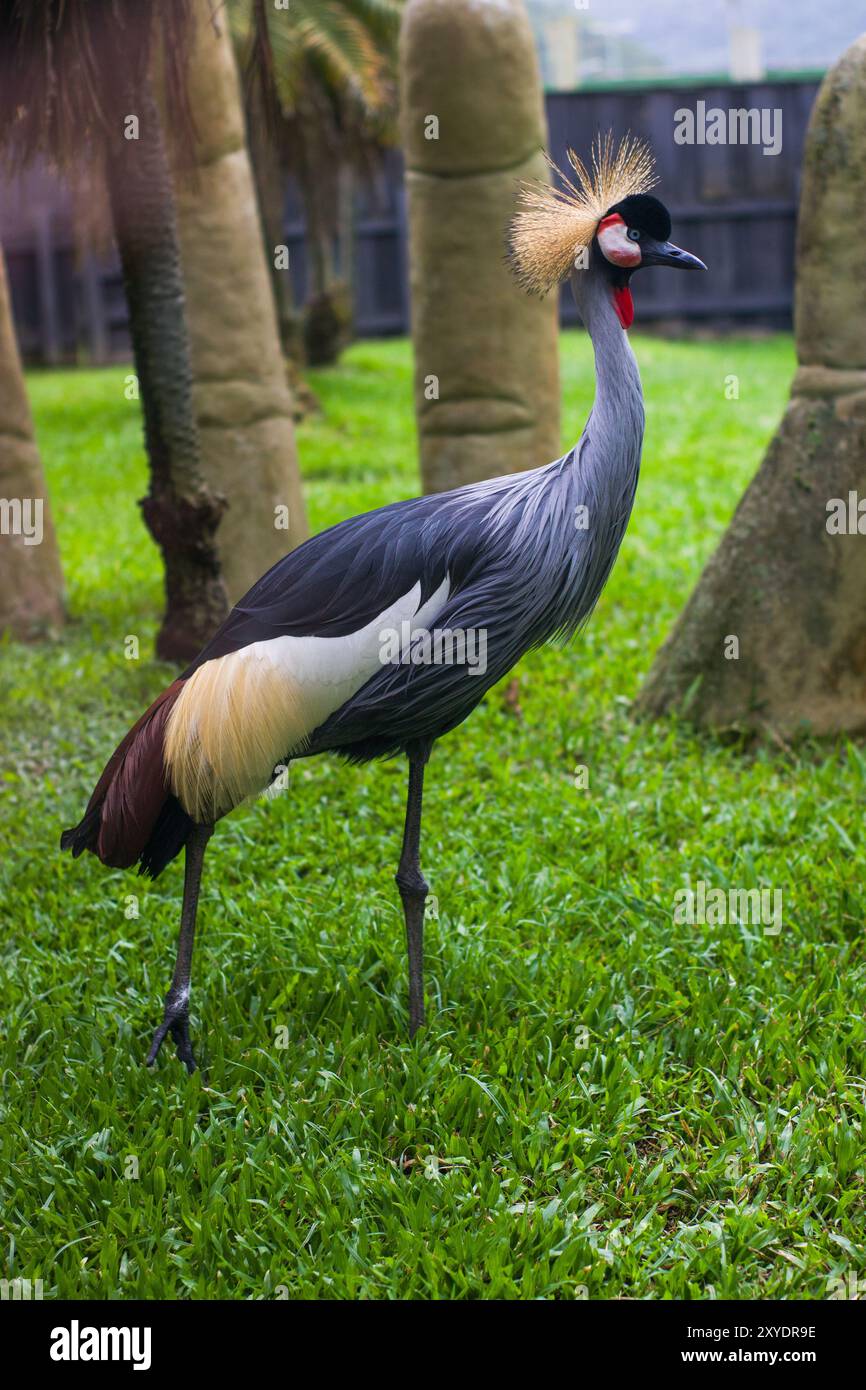 A crowned crane stands gracefully on lush green grass, showcasing its ...