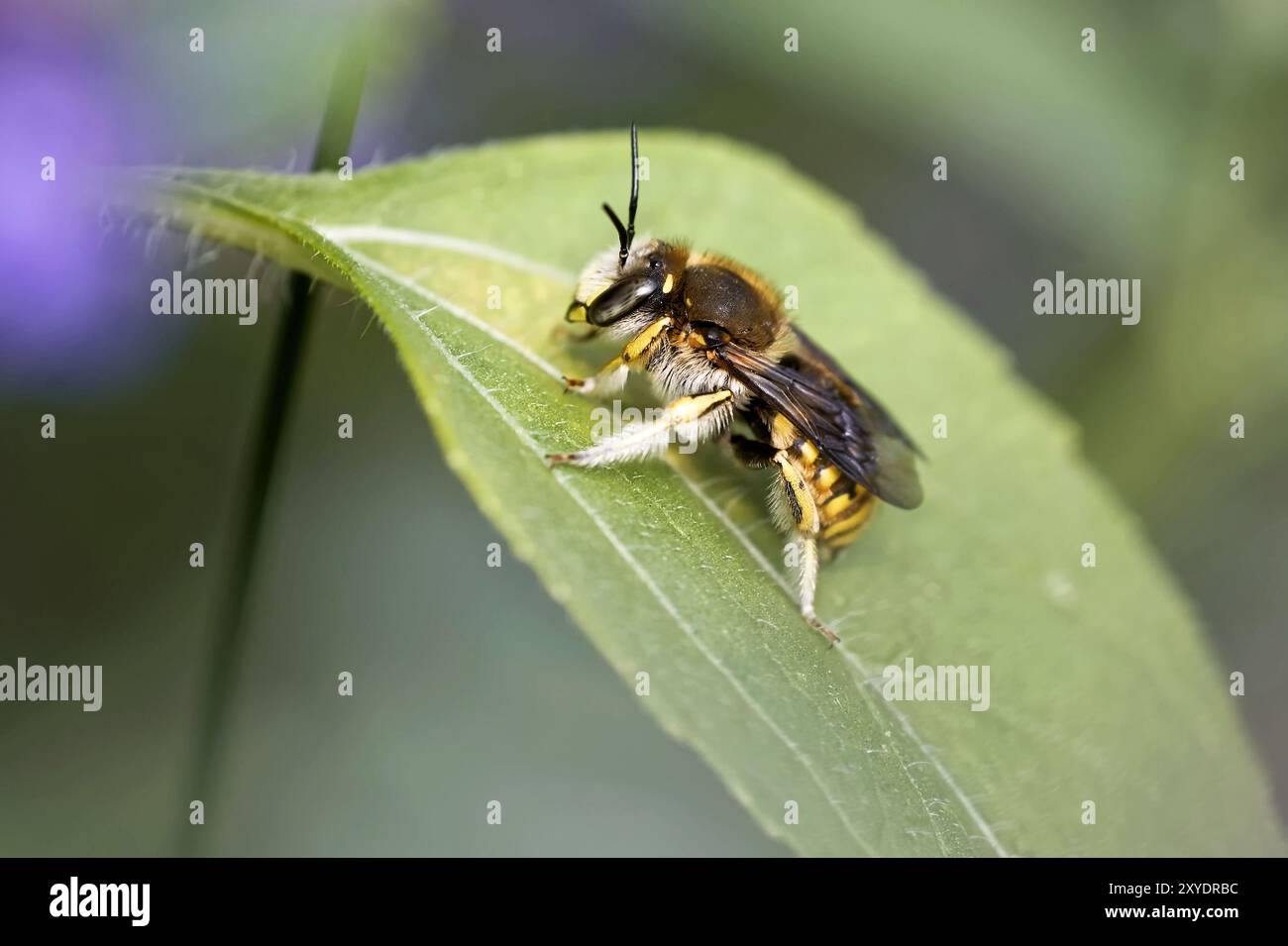 Large carder bee hi-res stock photography and images - Alamy