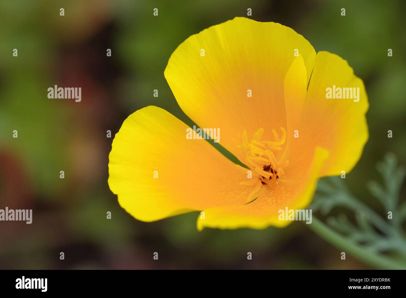 California poppy closeup wild flowers hi-res stock photography and ...