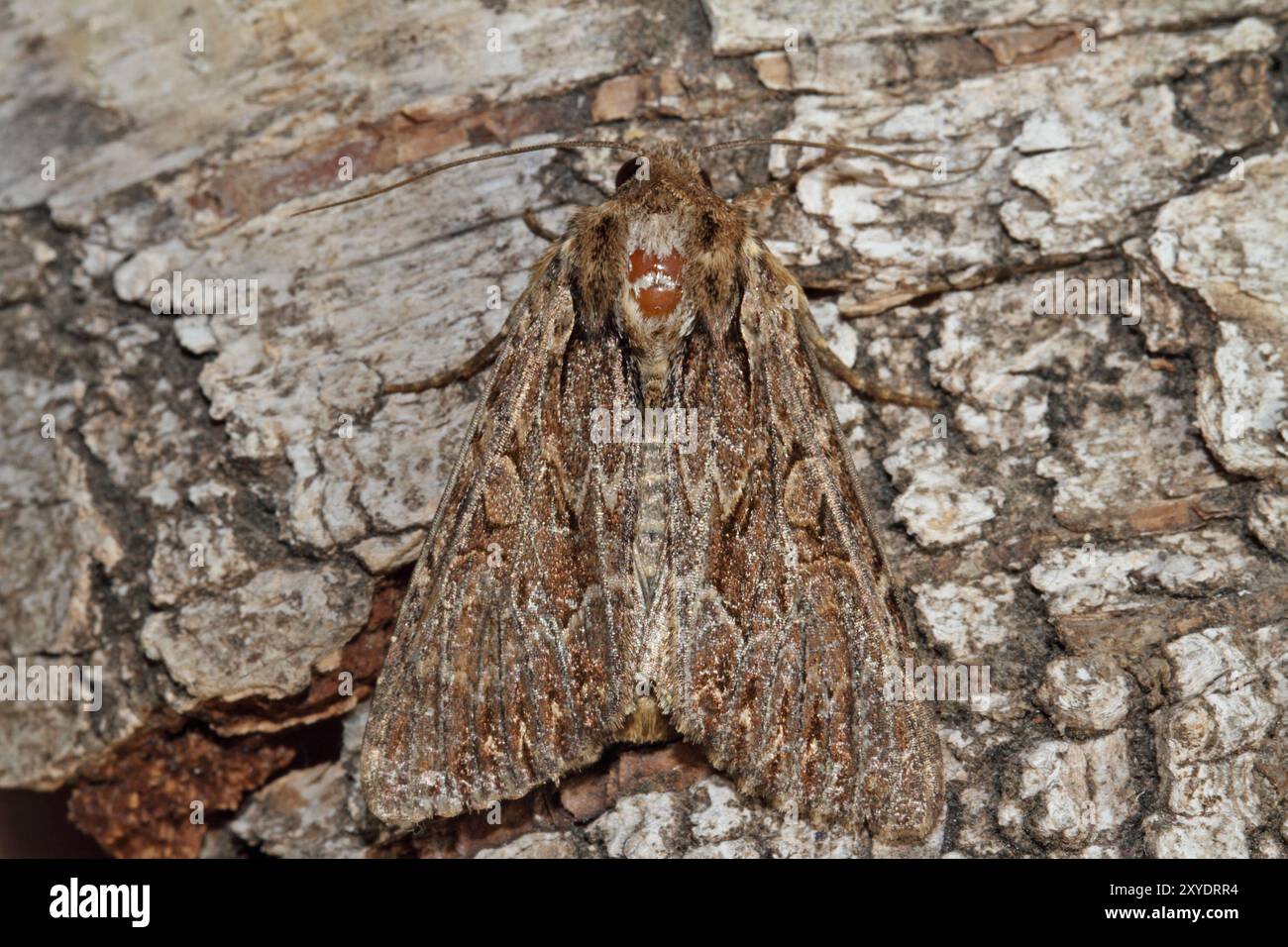 Overhead arches hi-res stock photography and images - Alamy