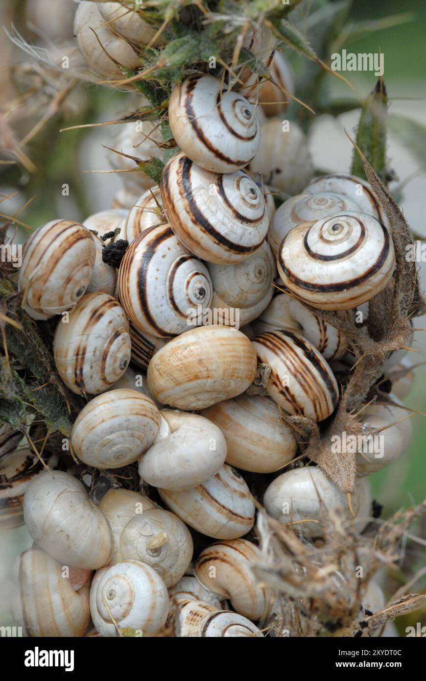 Sleep in heat hi-res stock photography and images - Alamy
