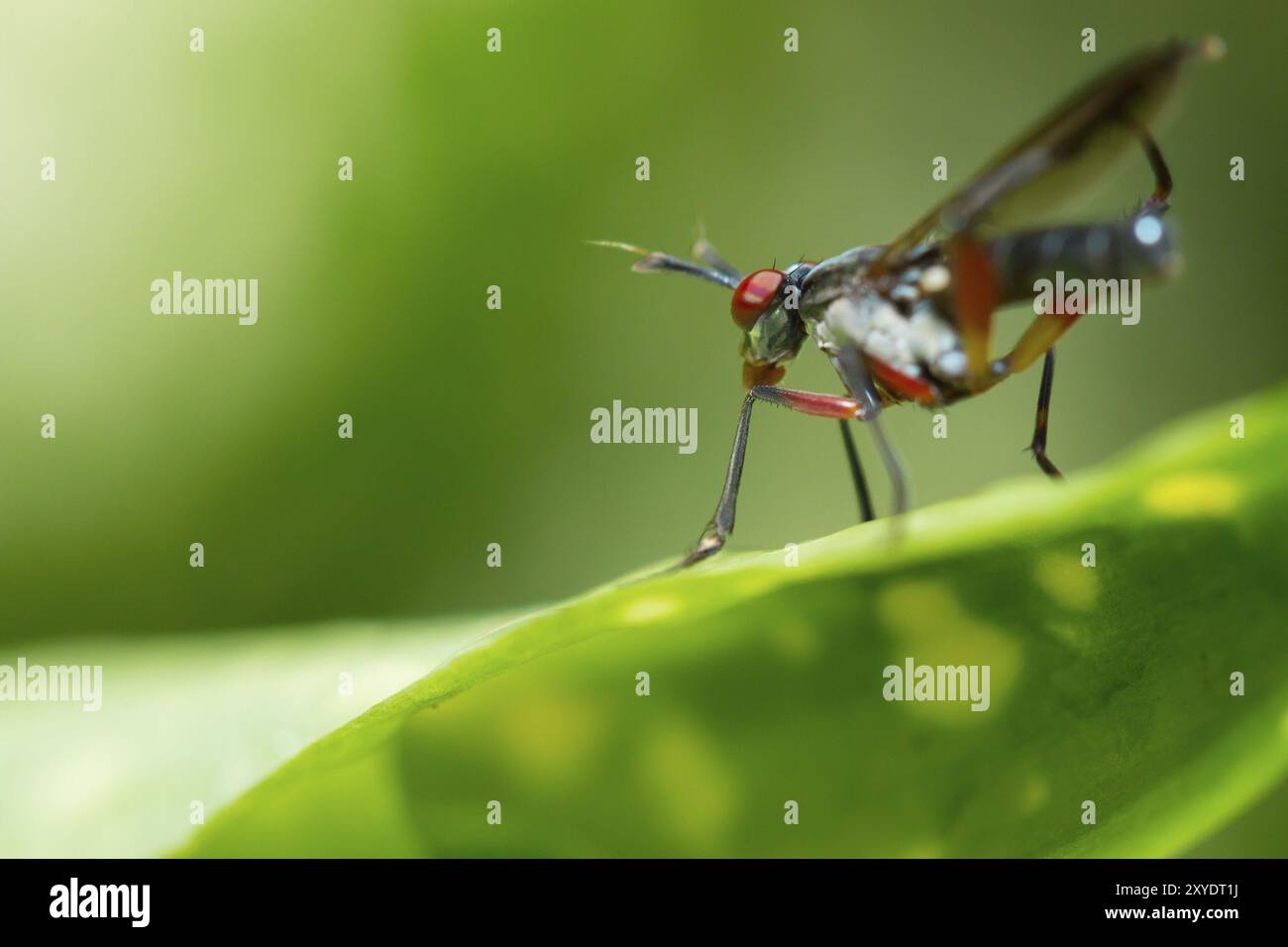 Closeup bug hi-res stock photography and images - Alamy
