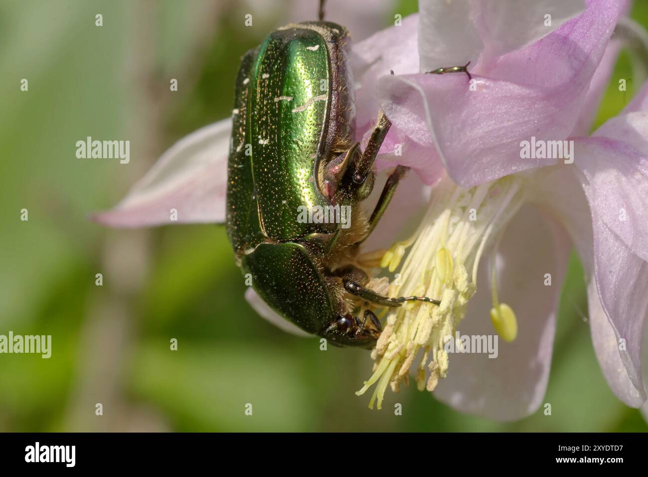 Golden shining rose beetle Stock Photo - Alamy
