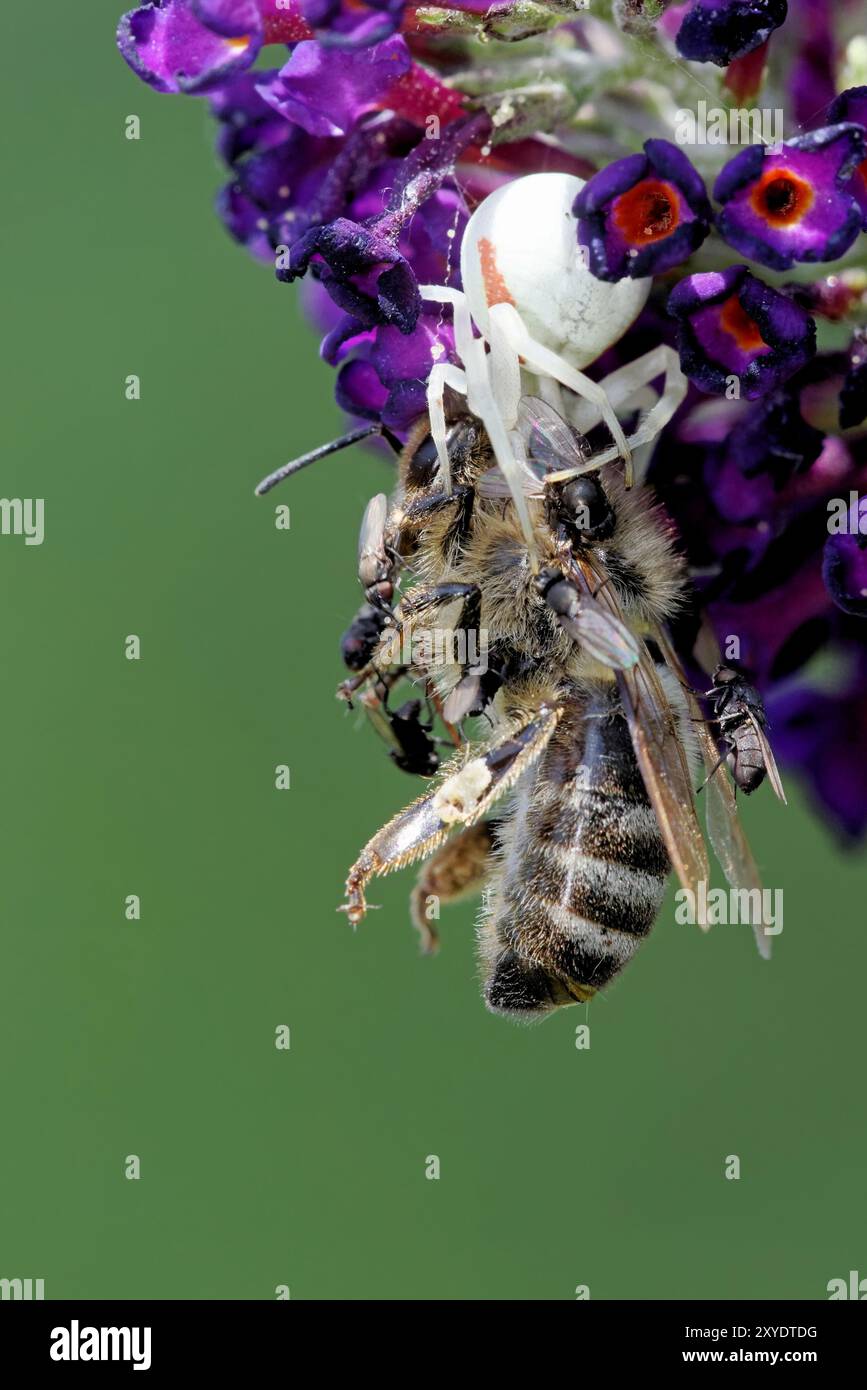 Crab spider eats bee Stock Photo - Alamy
