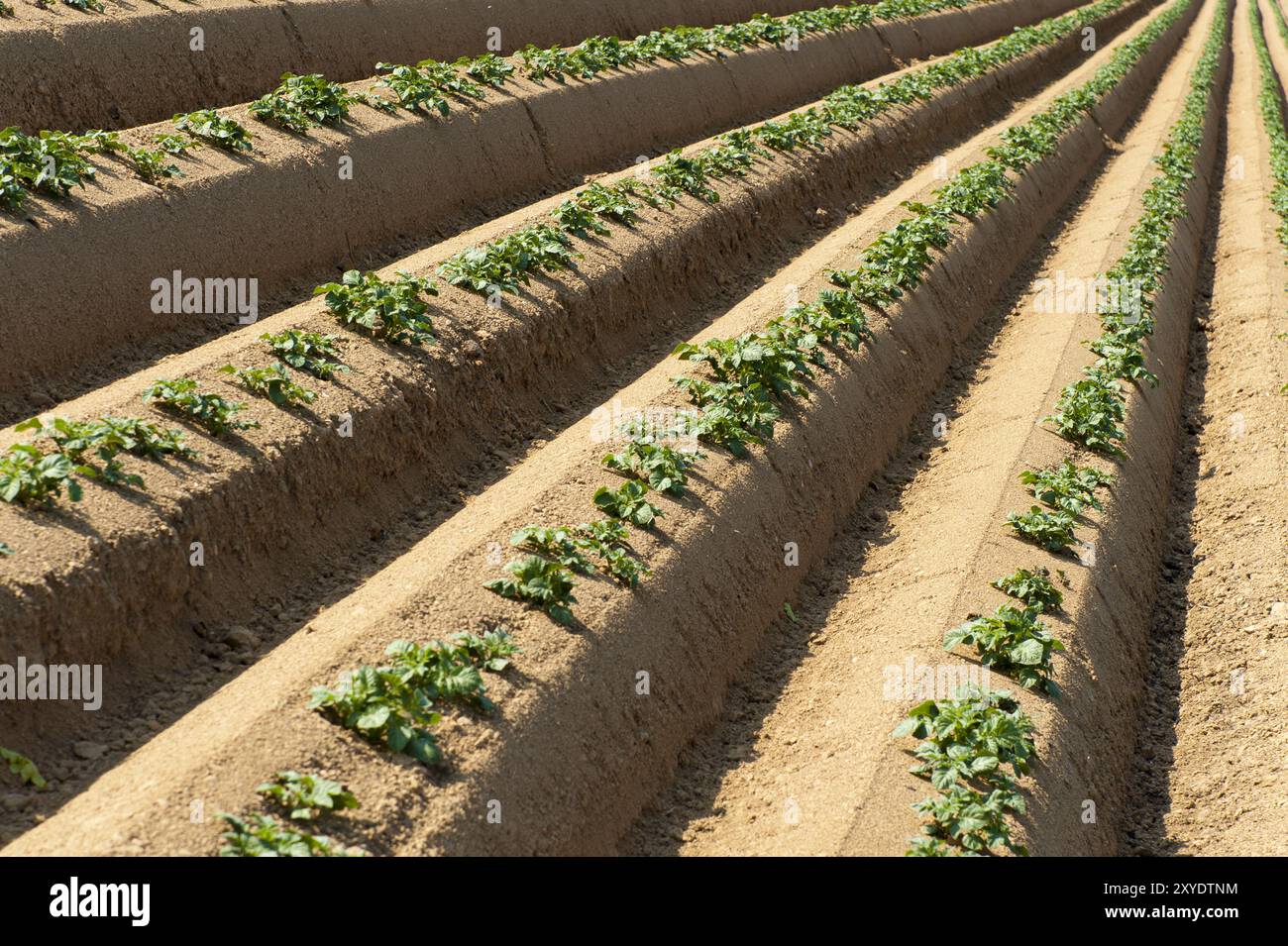 Dried out potato field in spring Stock Photo - Alamy
