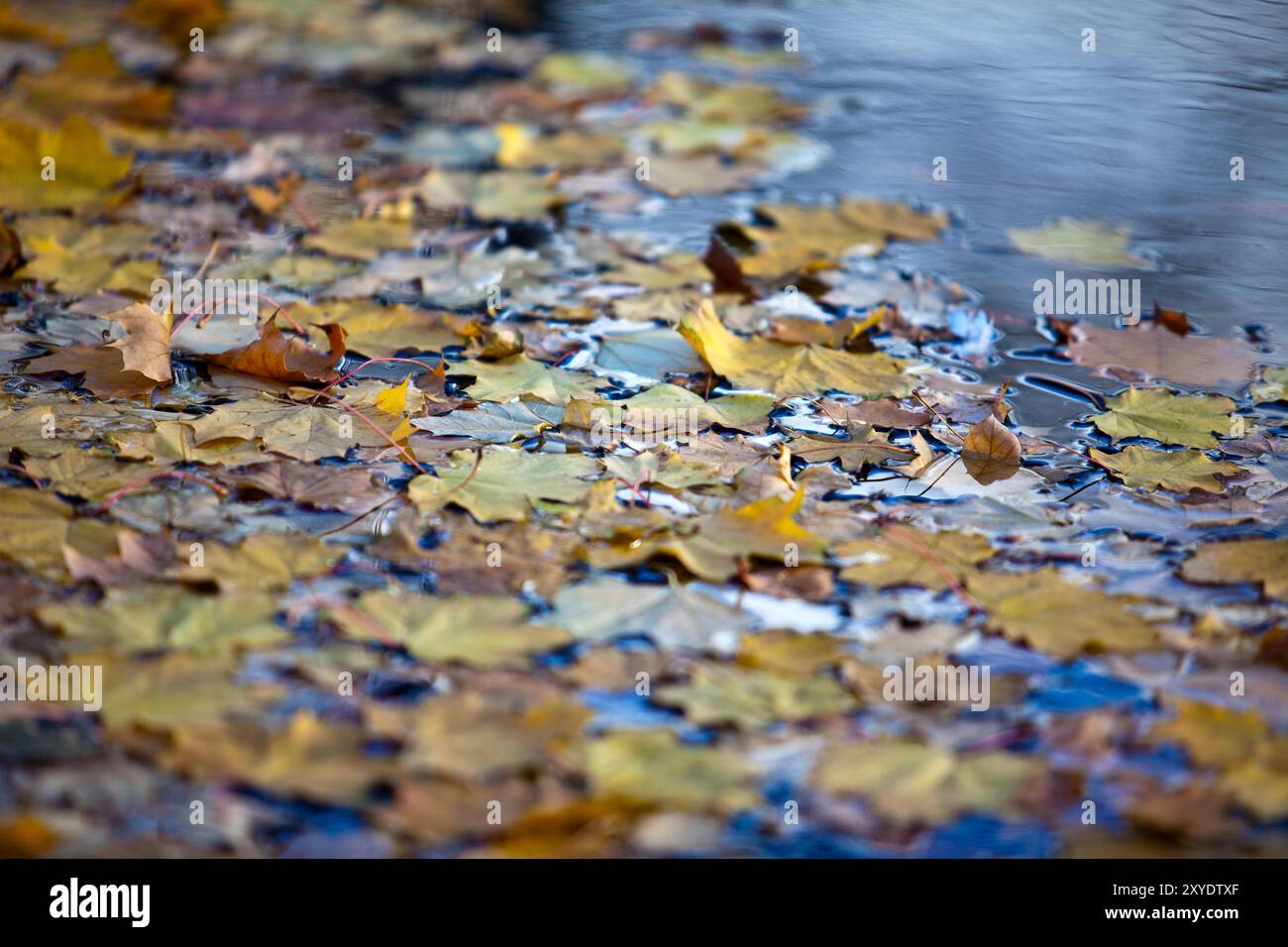 Wet Harvest Leaves Stock Photo - Alamy