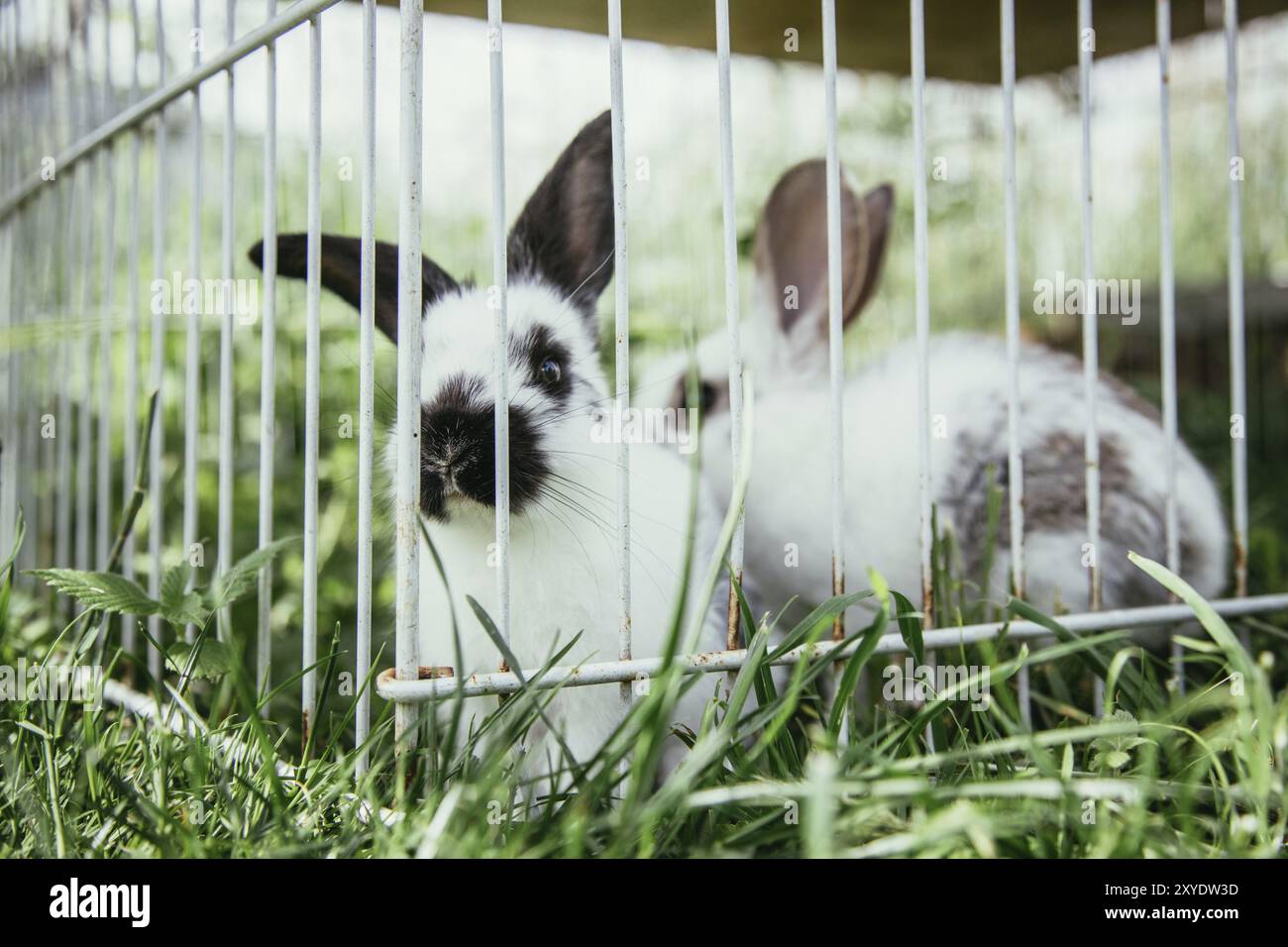 Little bunnies are sitting in an outdoor compound. Green grass, spring ...