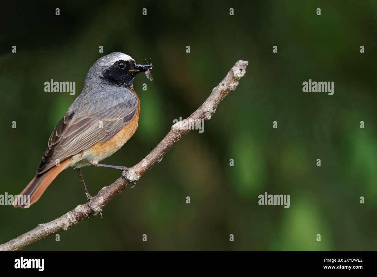 Common redstart with trapped insect Stock Photo - Alamy
