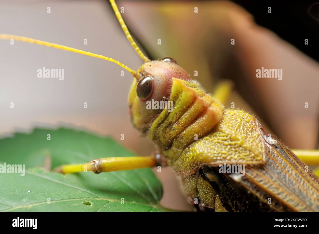 South american locust hi-res stock photography and images - Alamy