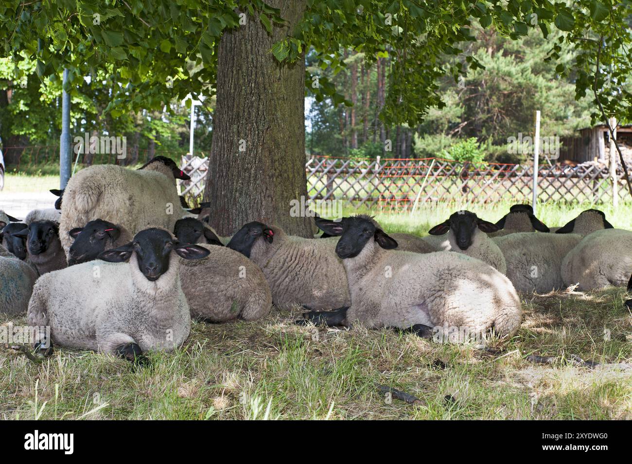 Group sheep lying under hi-res stock photography and images - Alamy