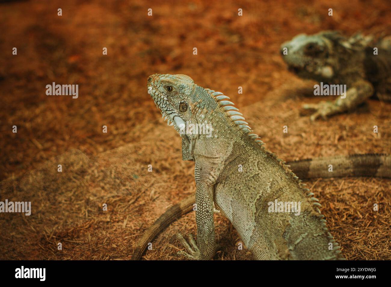 A close-up of an Iguana iguana basking in the sun, showcasing its ...