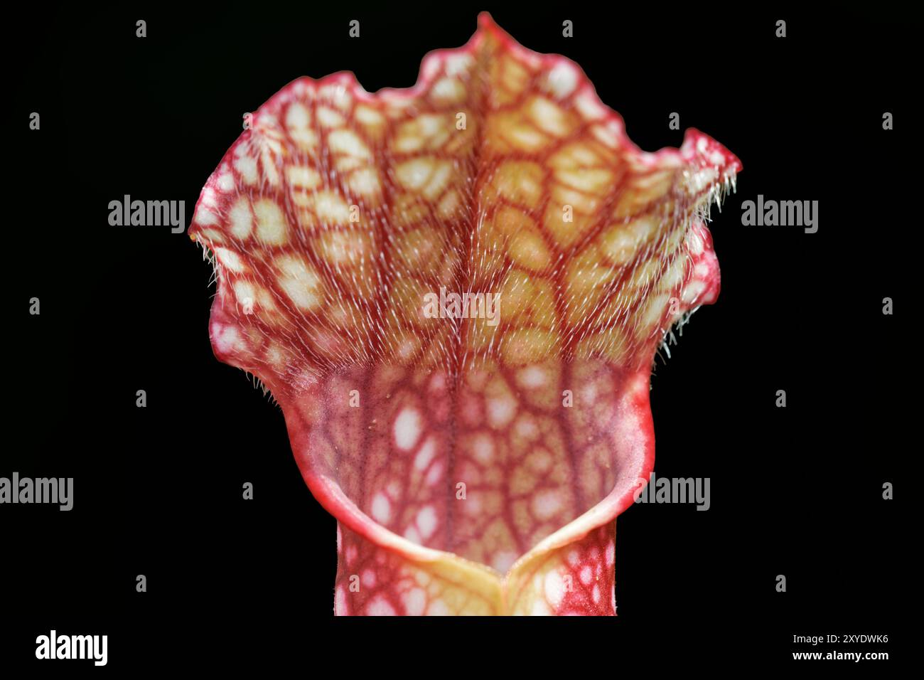 Tubular pitchers hi-res stock photography and images - Alamy