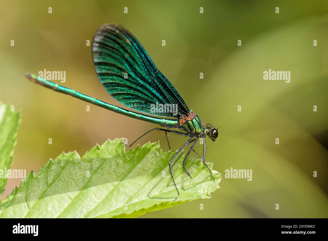 Metallic blue winged dragonfly hi-res stock photography and images - Alamy