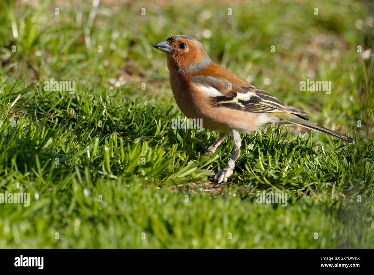 Rosy chaffinch hi-res stock photography and images - Alamy